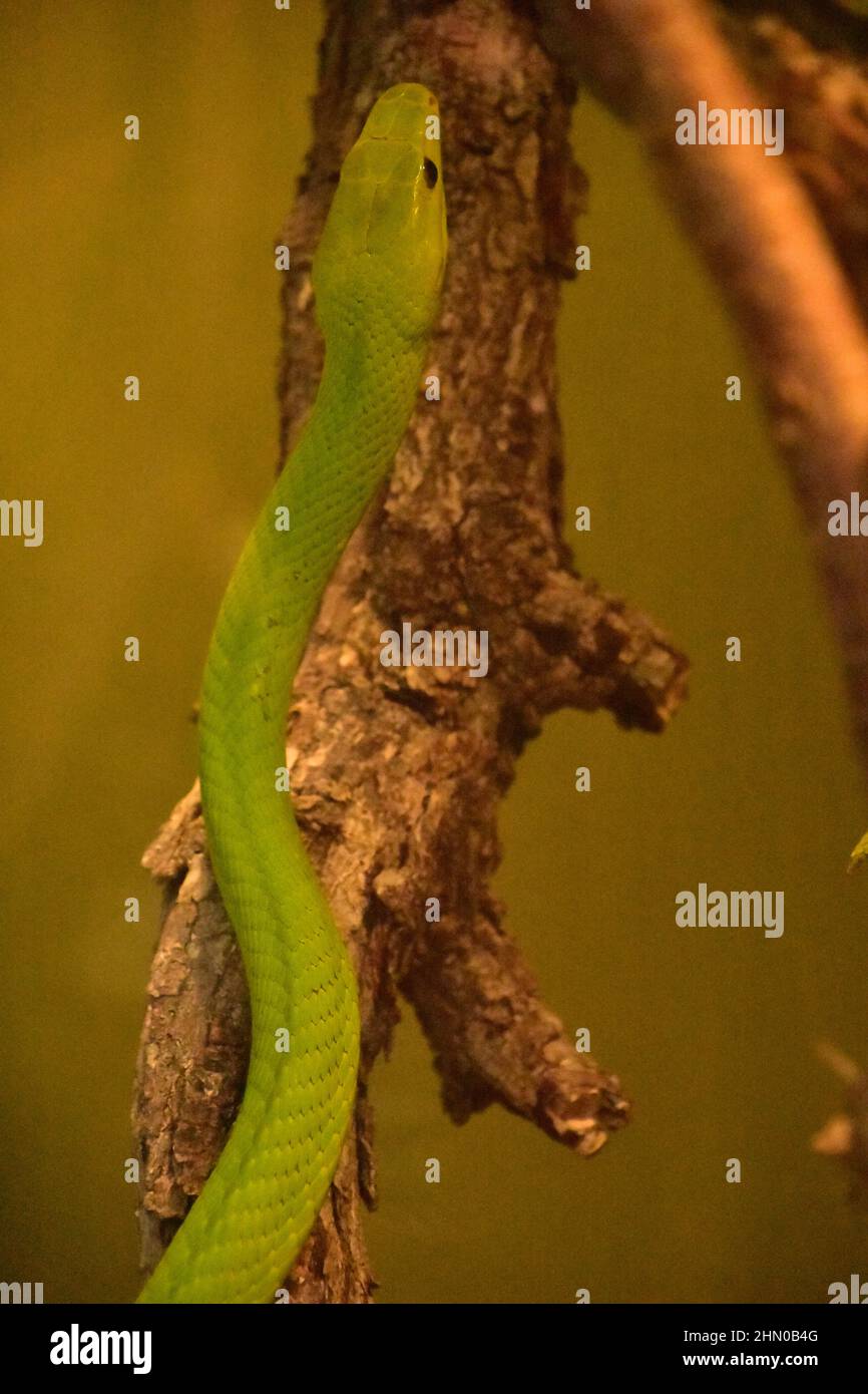 Poisonous green mamba snake slithering up a tree Stock Photo - Alamy