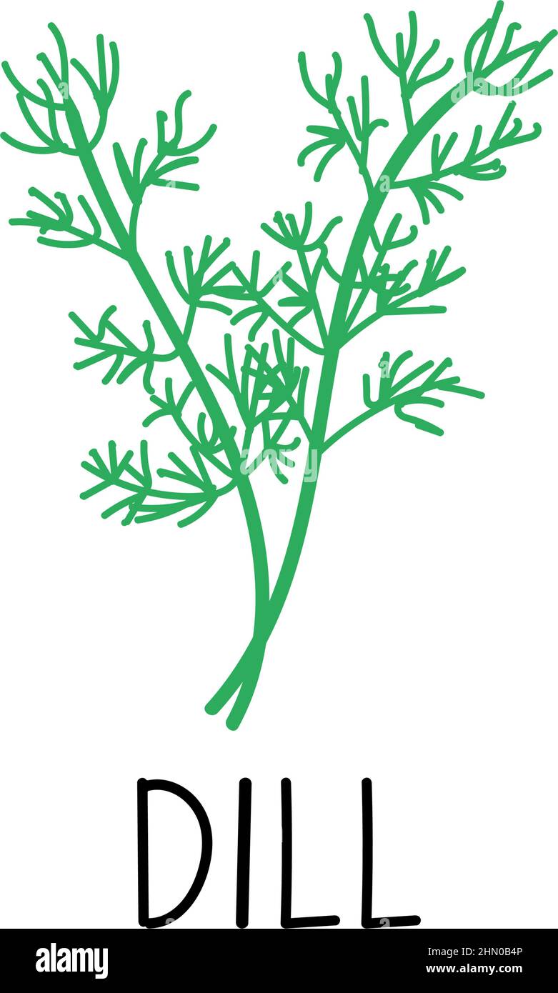 Dill, hand drawn element in doodle style. Logo and emblem packaging ...