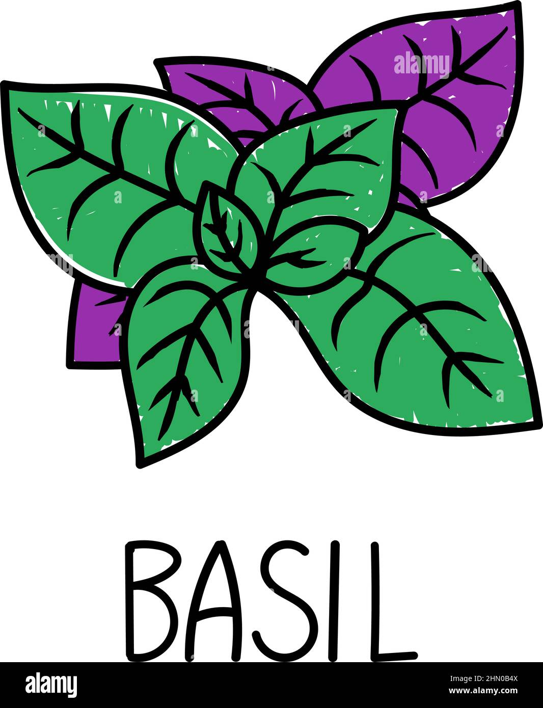 Basil, hand-drawn doodle-style element. Logo and emblem packaging ...