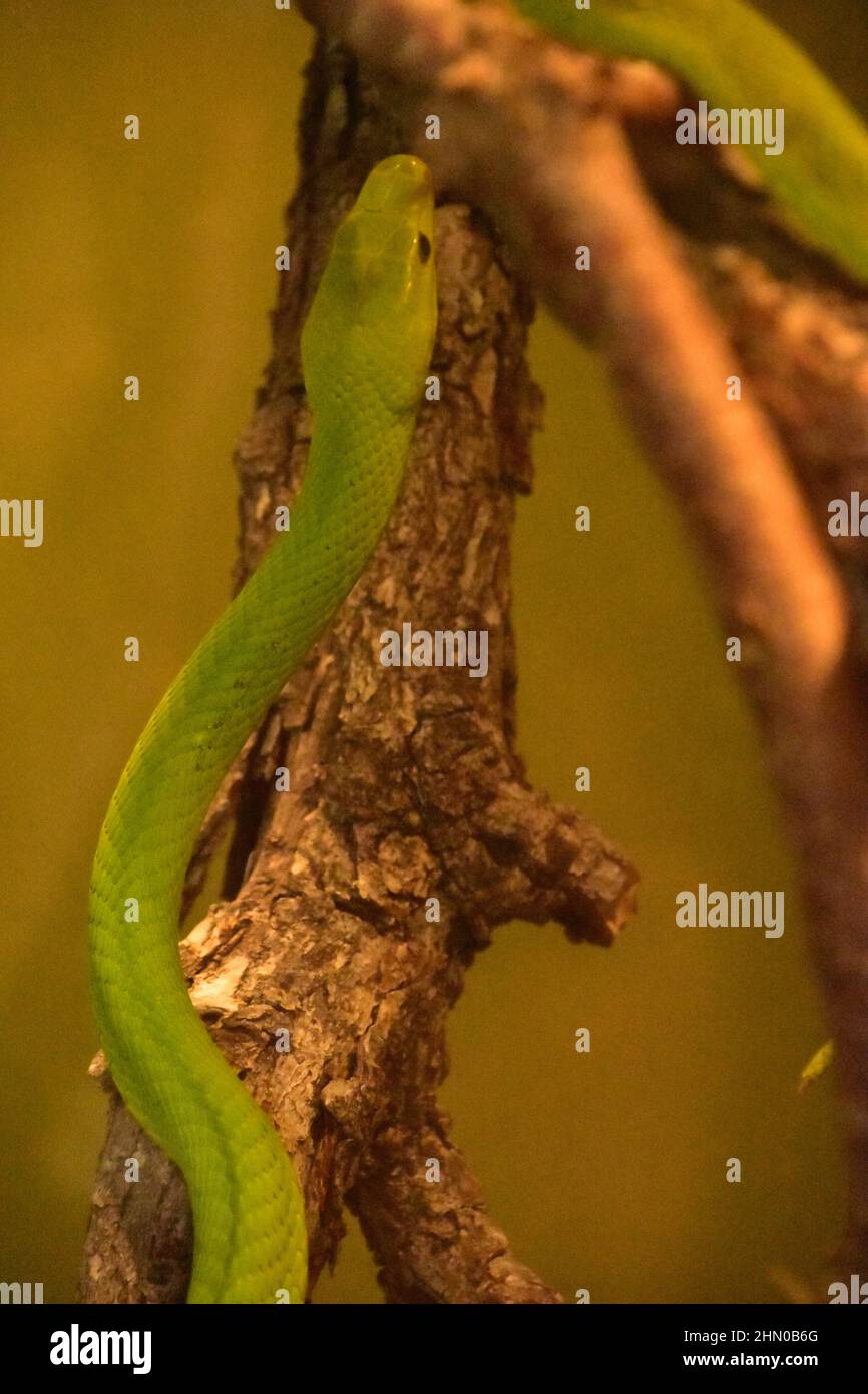 Brilliant green mamba snake slithering up a tree Stock Photo - Alamy