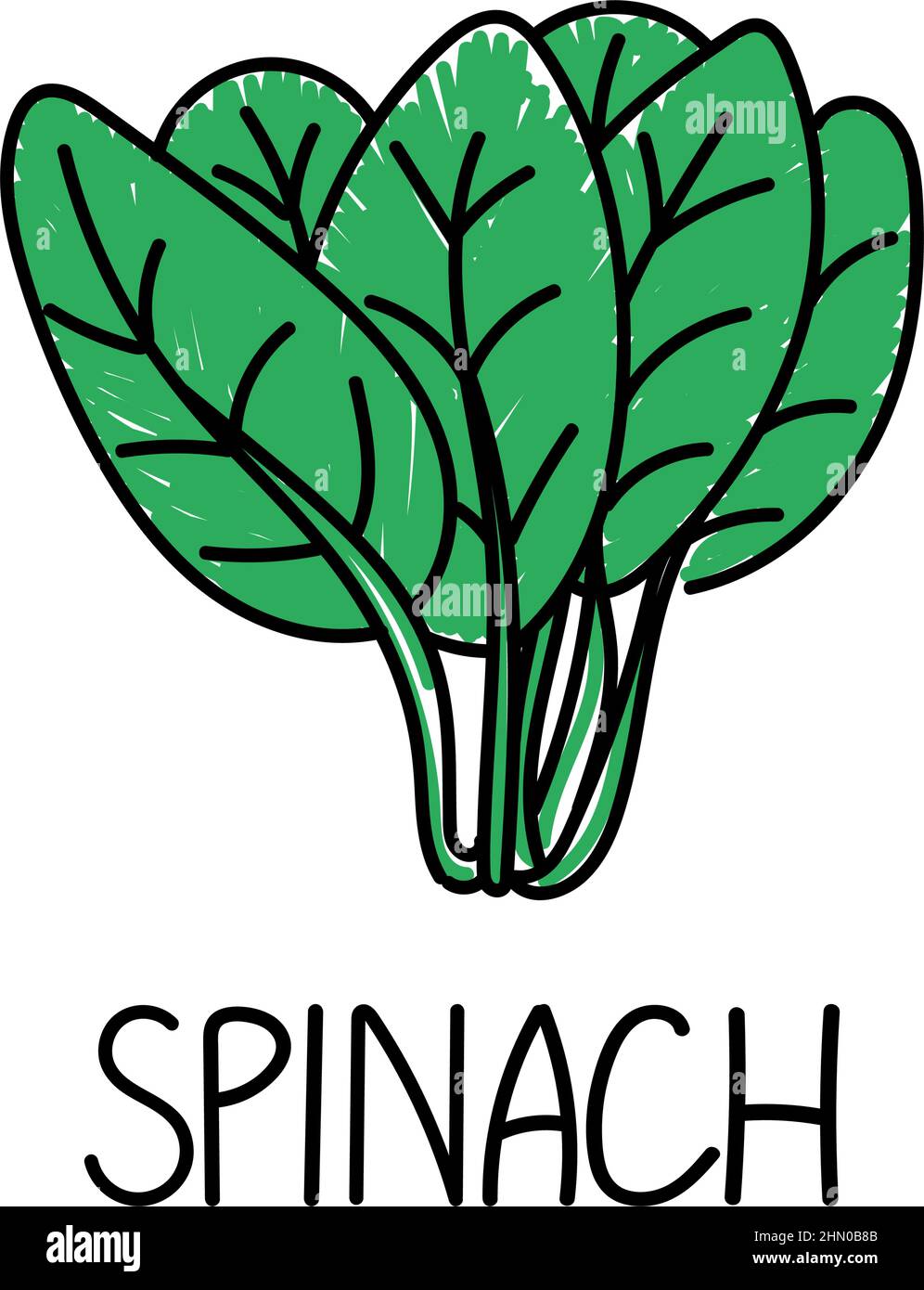 Spinach Drawing