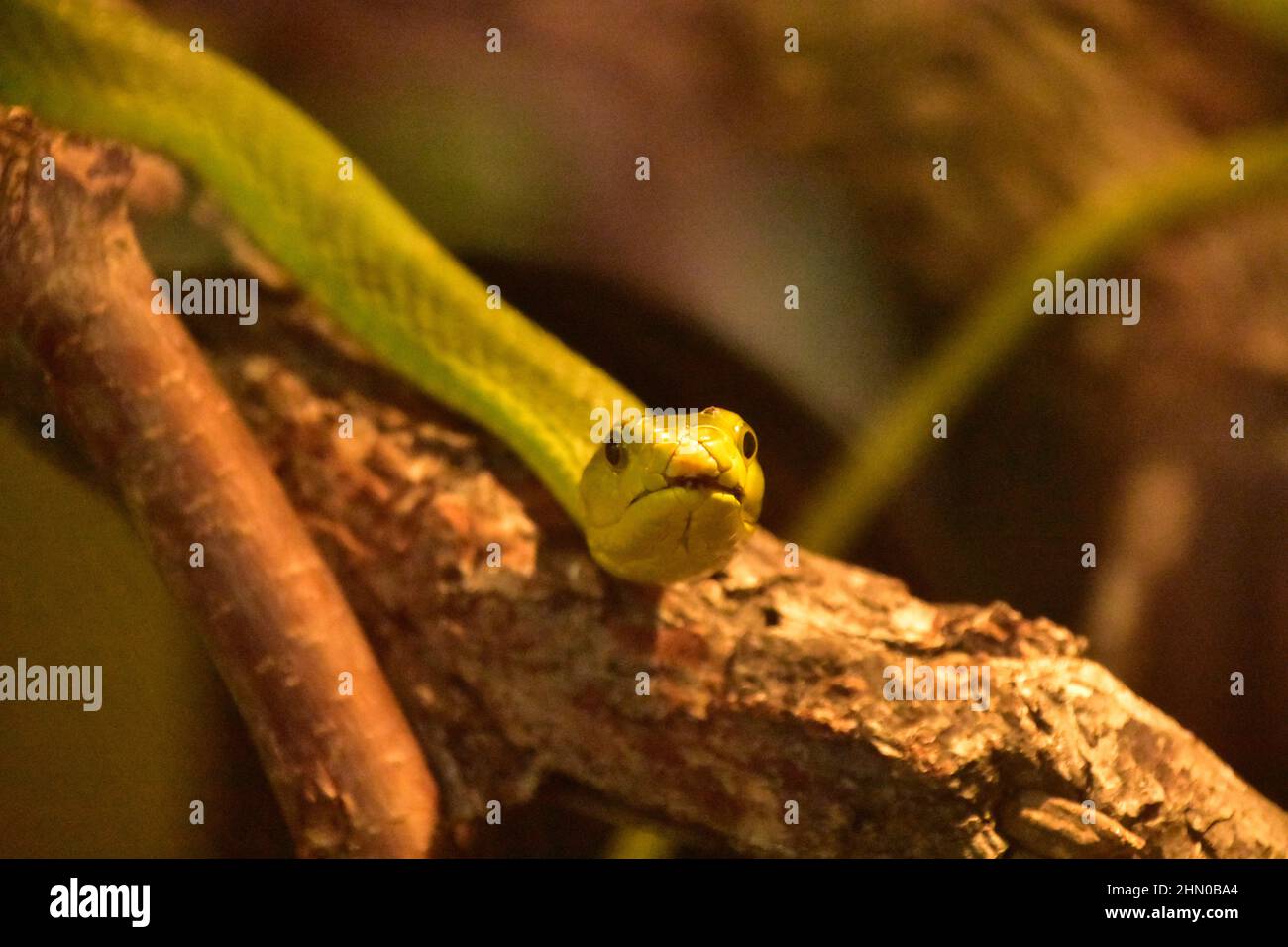 Poisonous green mamba snake ready to strike Stock Photo - Alamy