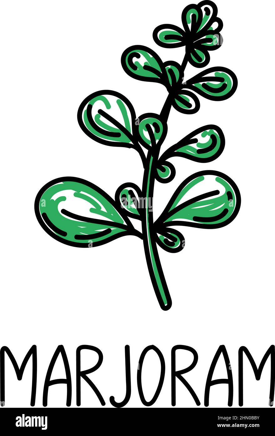 Marjoram, a hand-drawn doodle-style element. Logo and emblem packaging ...