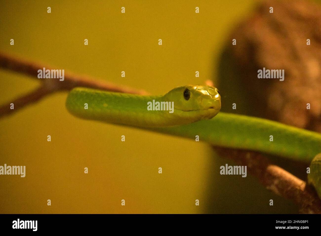 Poised venomous green mamba snake ready to strike Stock Photo - Alamy