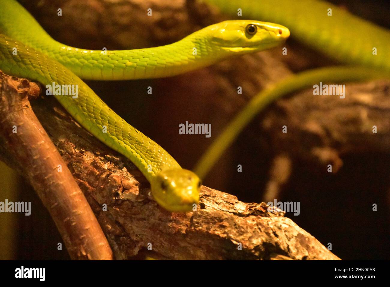 Two green mamba snakes coiled up in a tree Stock Photo - Alamy