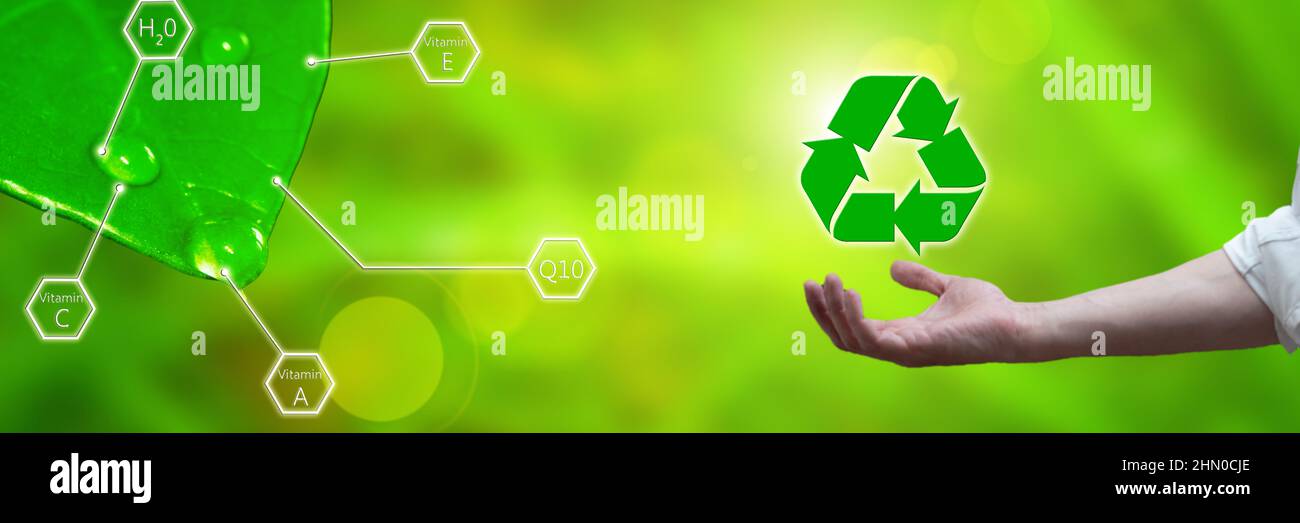 Green leaf of plant with herbal essence, oil or water. Panoramic banner ...