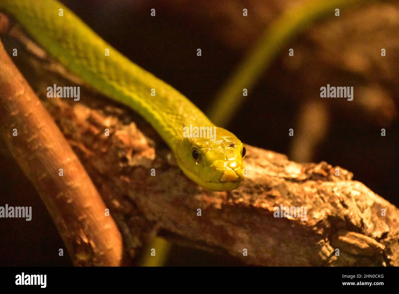Tree with a bright green mamba snake Stock Photo - Alamy