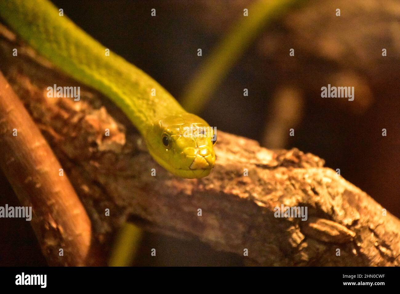 Poisonous green mamba snake on a branch Stock Photo - Alamy