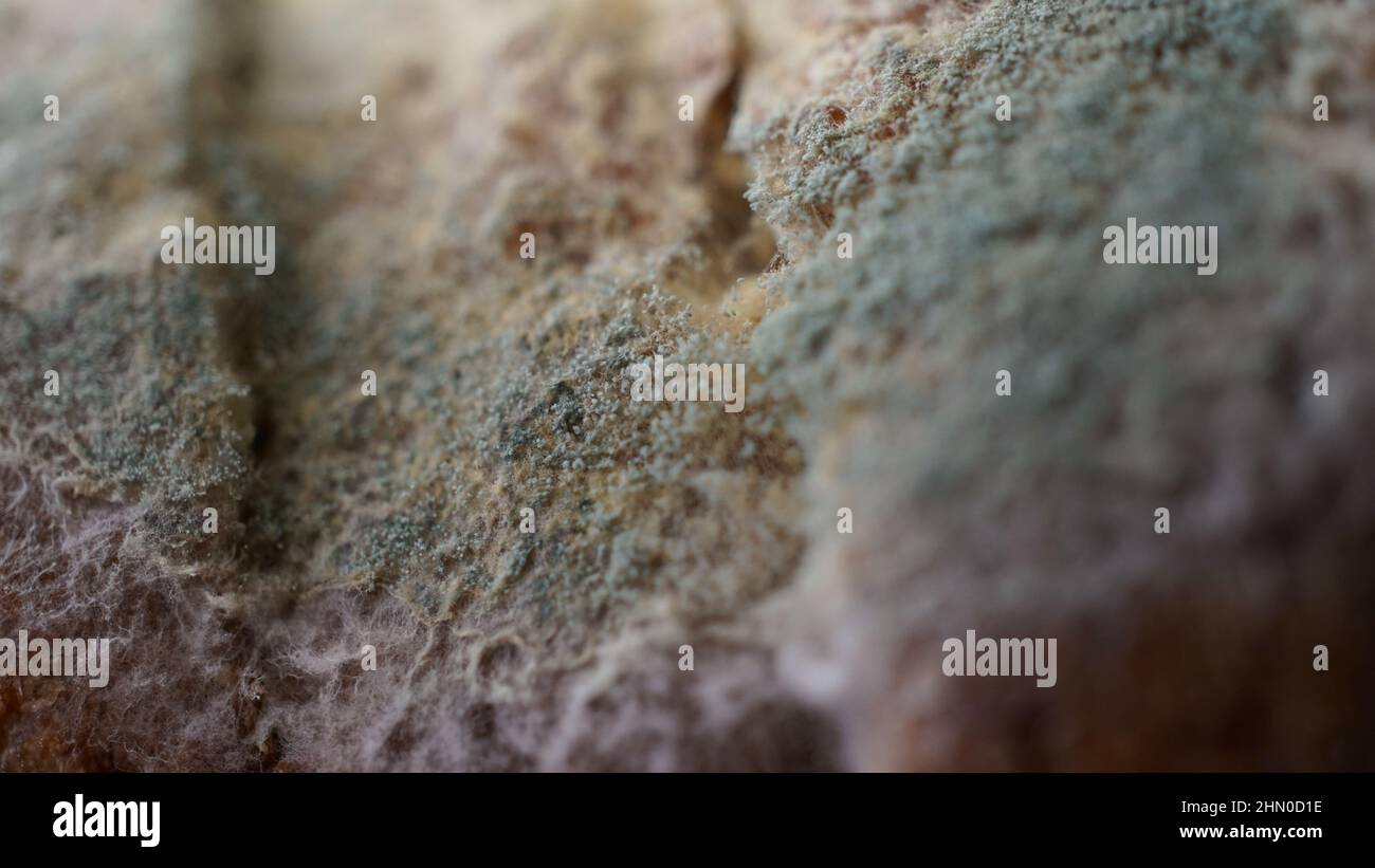 Macro shot of an old bread with mold in gree and white colors Stock ...