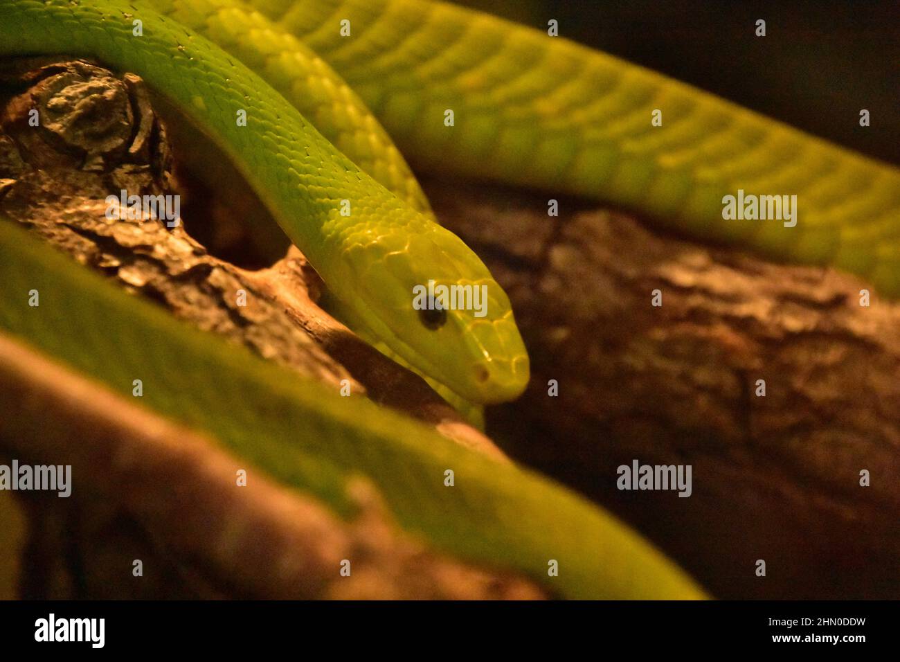 Deadly coiled bright green tree snake on a branch Stock Photo - Alamy
