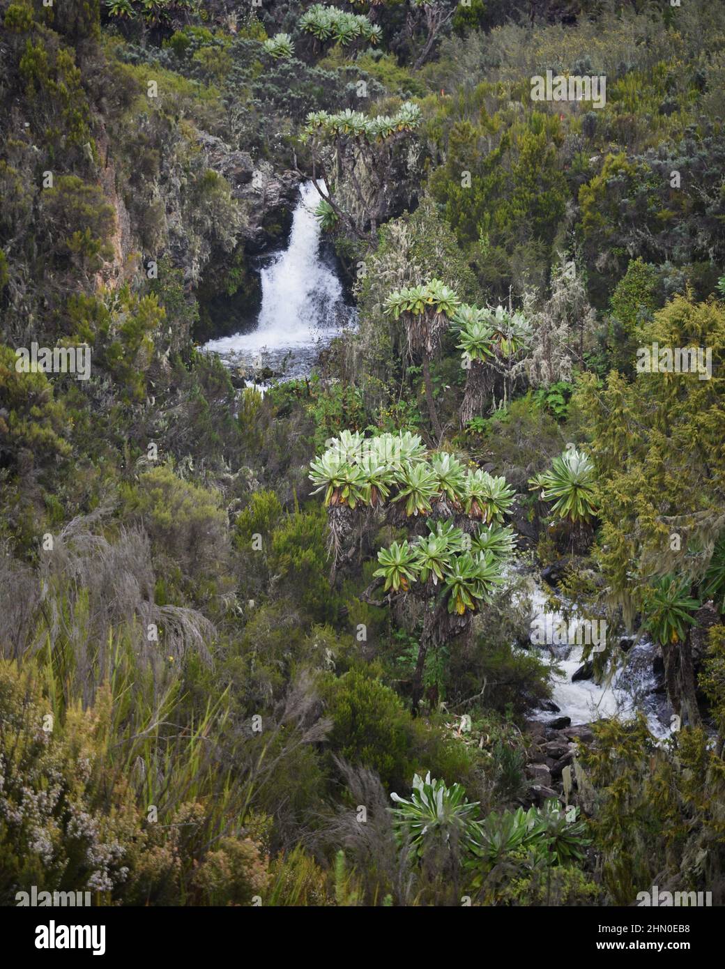 Waterfall in Mau Forest in the Rift Valley of Kenya Stock Photo - Alamy