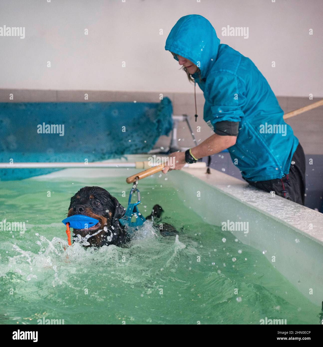 young rottweiler swimming in a swimming pool in front of white ...
