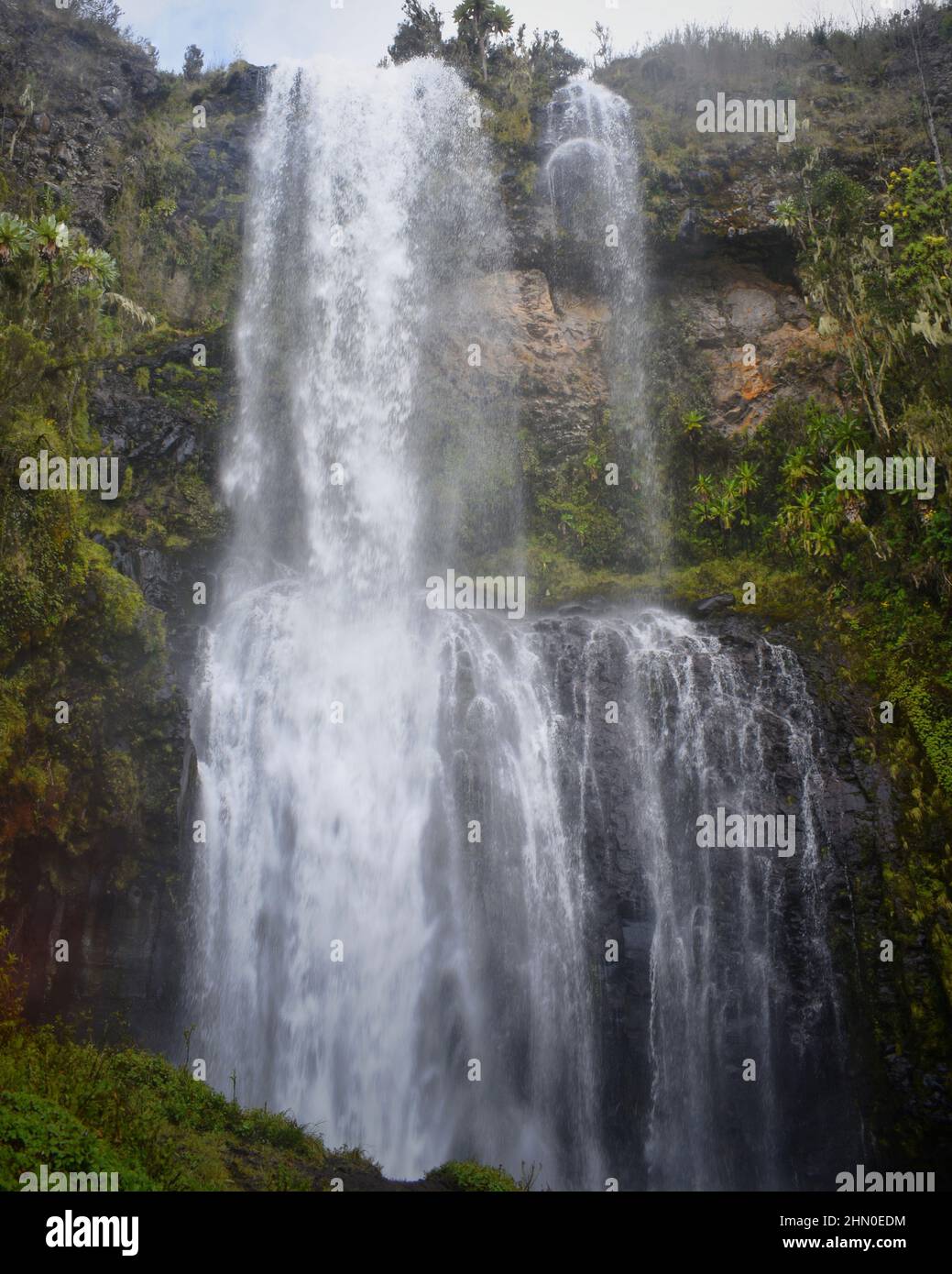 Mau Forest in the Rift Valley of Kenya Stock Photo - Alamy