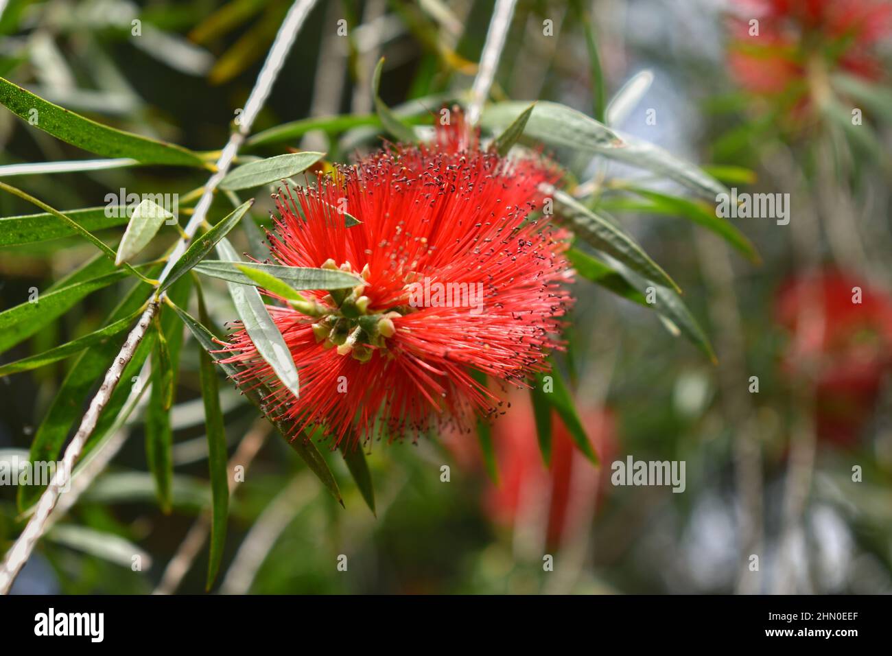 Vibrant red callistemon in a garden Stock Photo - Alamy