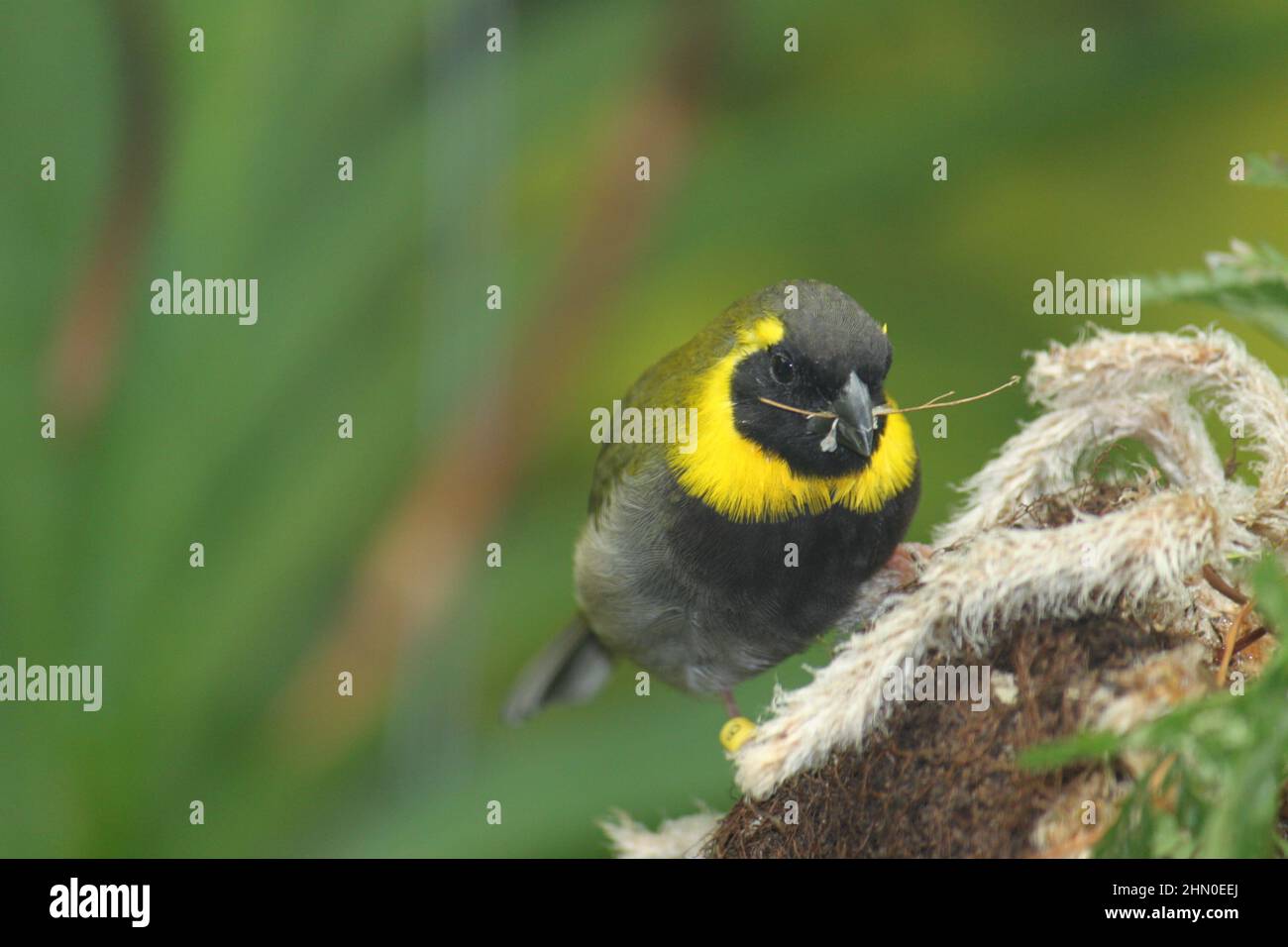 Cuban grassquit bird at the zoo Stock Photo - Alamy