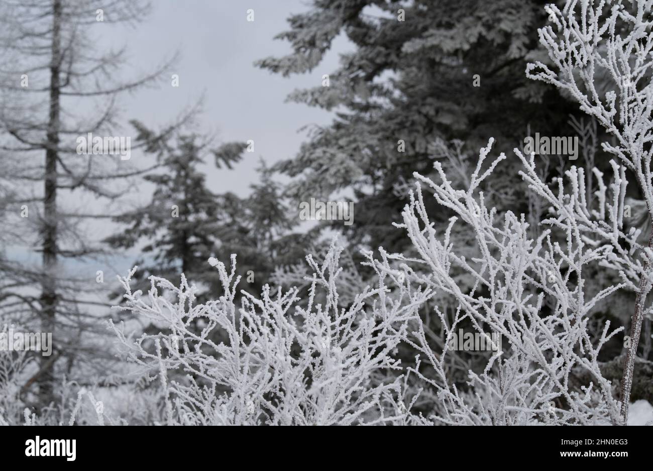 Closeup of frosty branches of a tree in a forest Stock Photo - Alamy