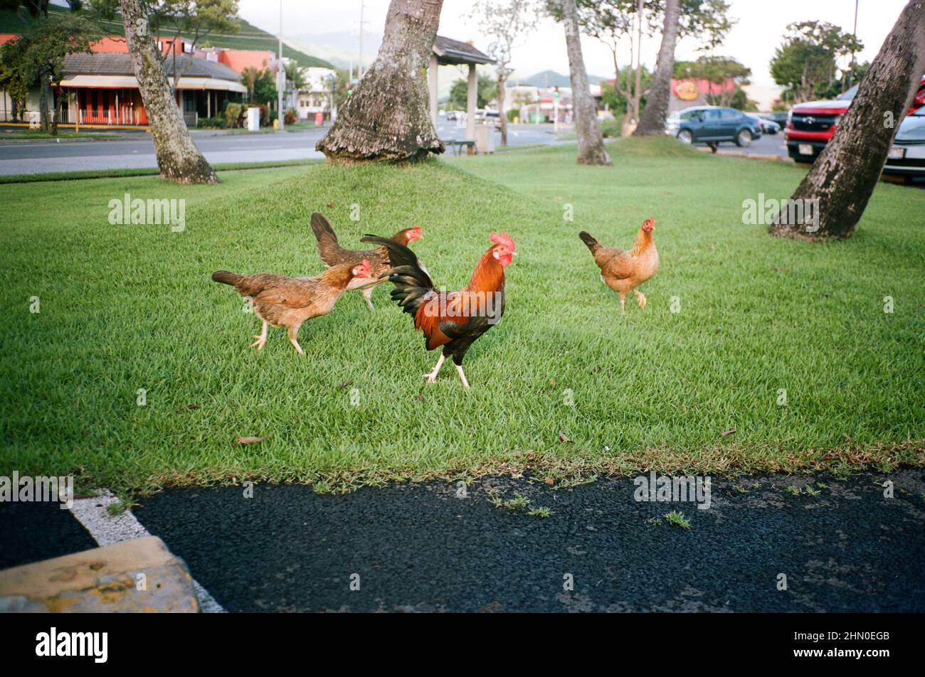 Shot of rooster with hen chickens in Kailua Oahu Hawaii Stock Photo - Alamy