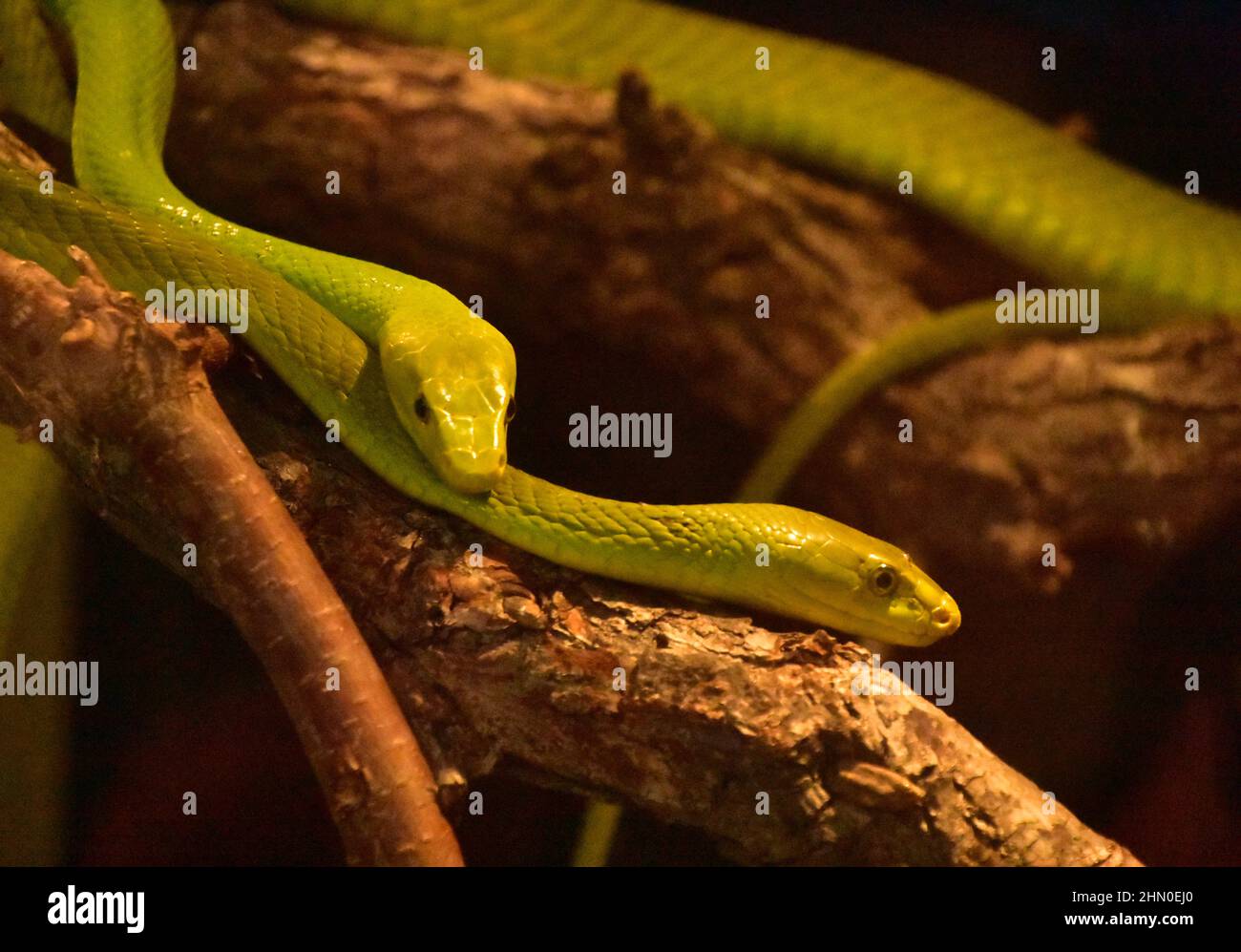Coiled poisonous green mamba snakes toether in a tree Stock Photo - Alamy