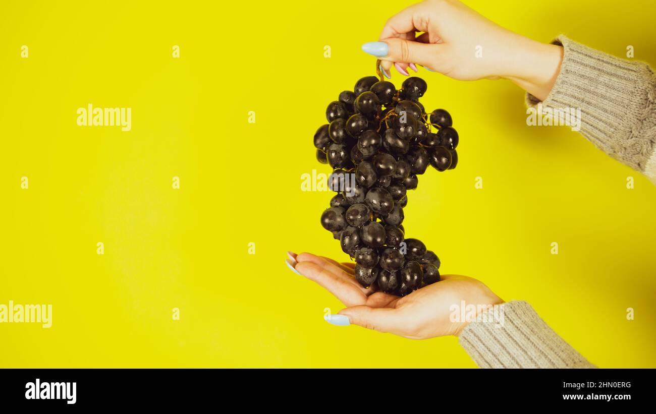 Person holding bunch of ripe black grape. Crop hand demonstrating bunch of ripe wet grape on ...
