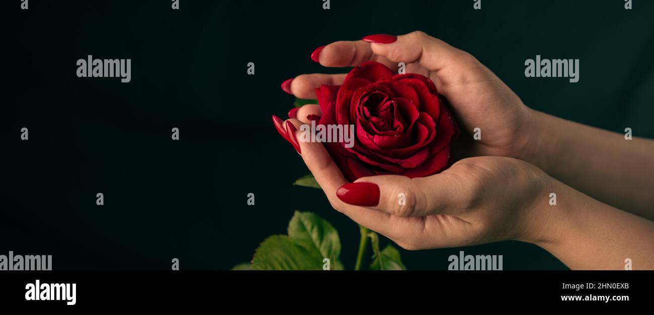 Crop person with red rose. Crop anonymous person demonstrating red rose ...