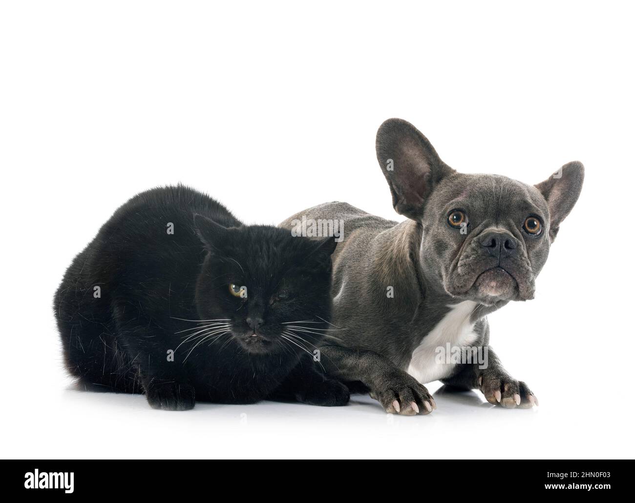 Are French Bulldogs Good With Kittens