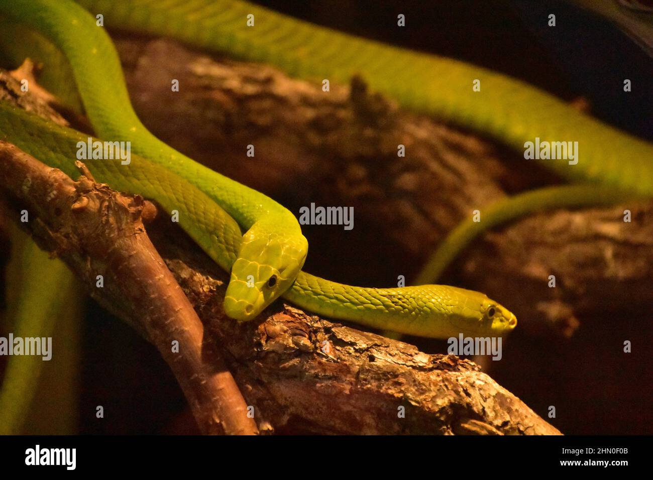 Deadly green mamba snake coiled up in a tree Stock Photo - Alamy