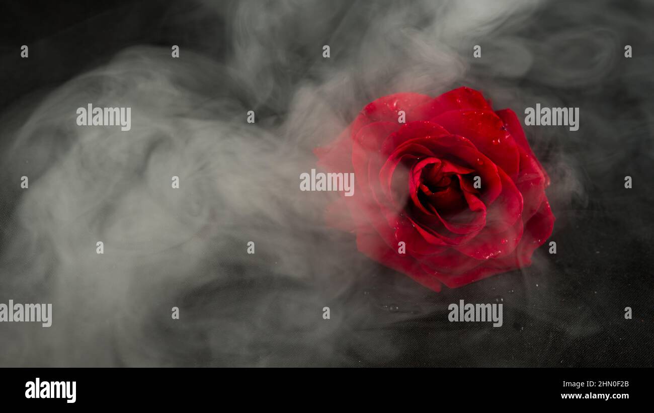 Abstract heavy red rose. Black background in smoke with red rose petals ...