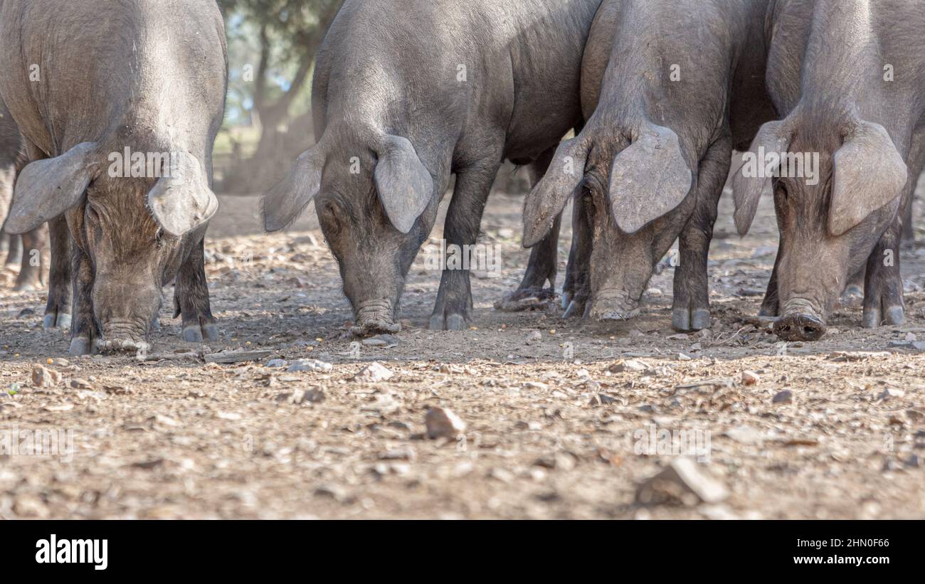 Close-up pigs eating for fattening on the farm Stock Photo - Alamy