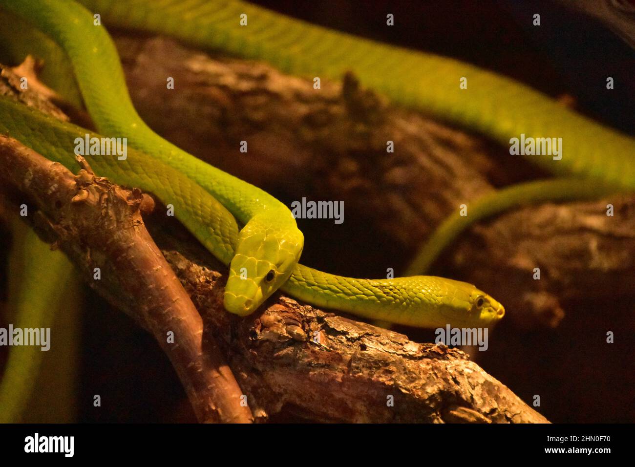 Pair of deadly green mamba snakes ready to strike Stock Photo - Alamy