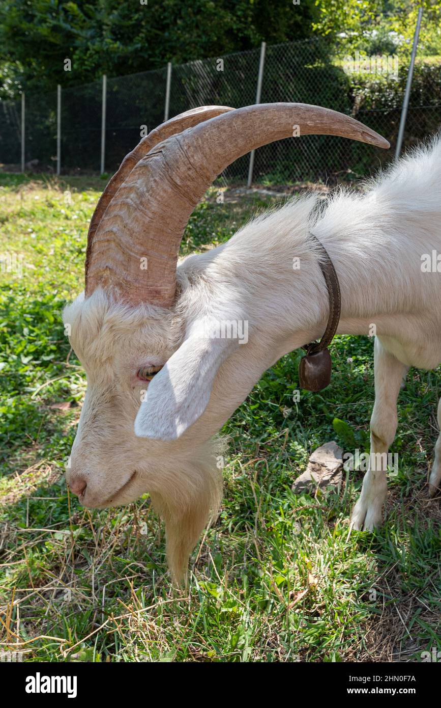 Goat with big horns hi-res stock photography and images - Alamy