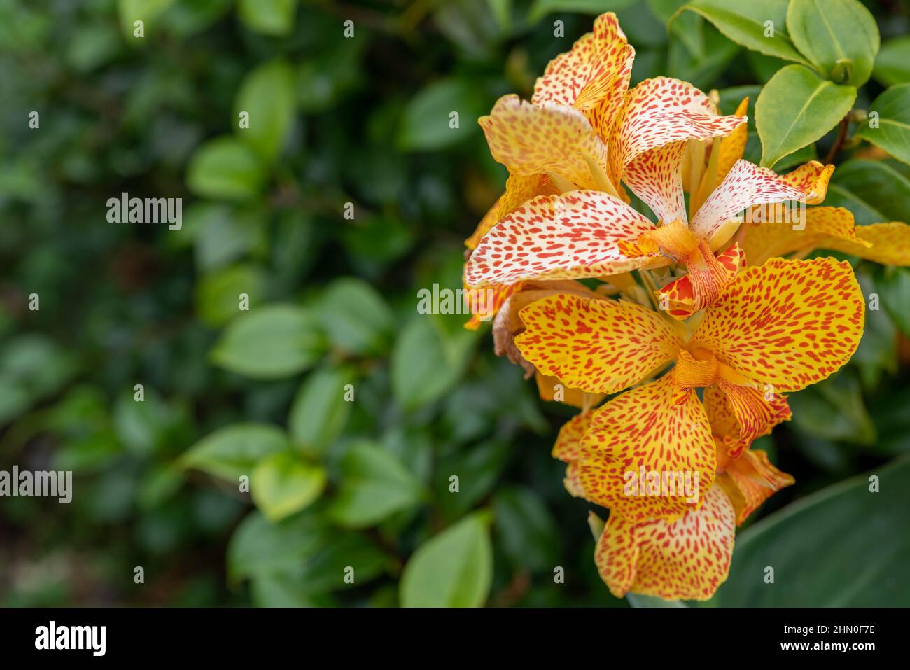 Flower of the Canna plant, used as ornamental plants, for the ...