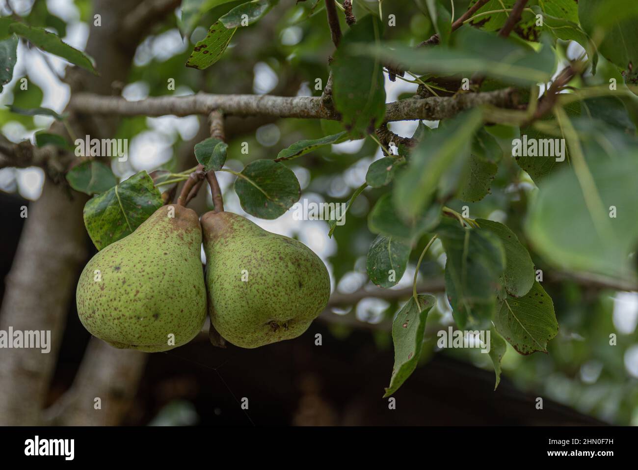 Two pears on the branch of the pear tree up close Stock Photo - Alamy