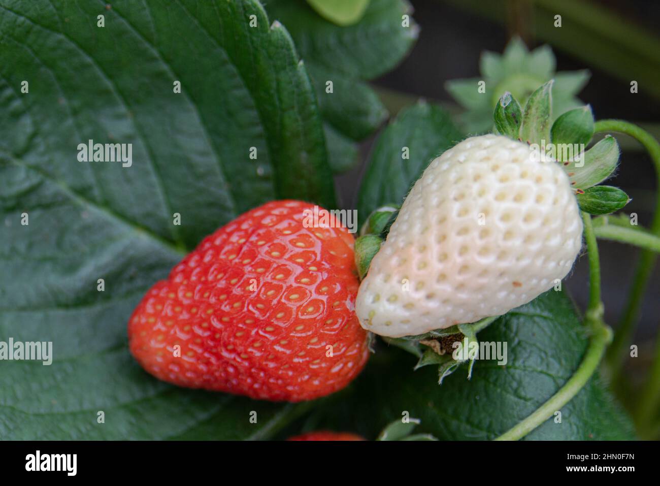 White and red strawberry in the organic garden with blurred background ...