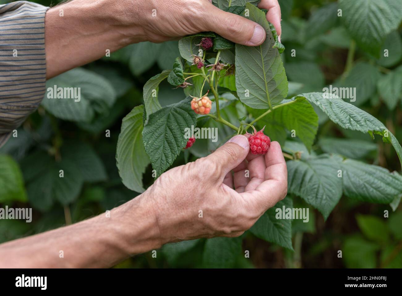Raspberry on the orchard bush held by the farmer's hand Stock Photo - Alamy