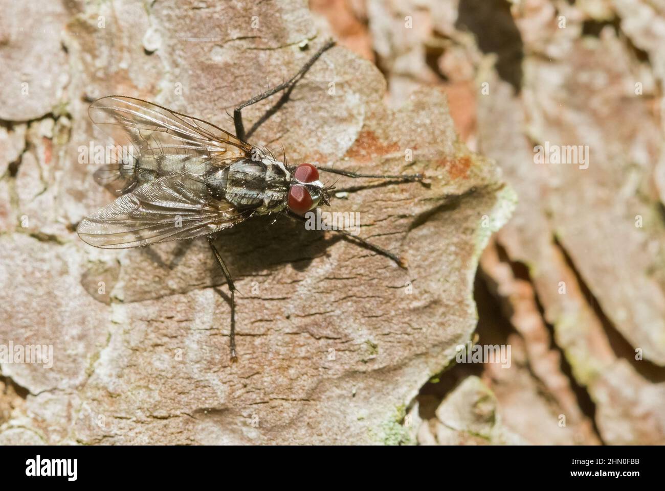 Root maggot fly (Eustalomyia sp Stock Photo - Alamy