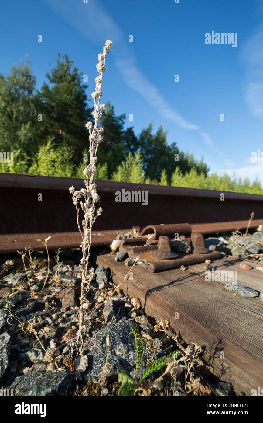 Field cudweed (Filago arvensis) growing on a railroad site, wild ...