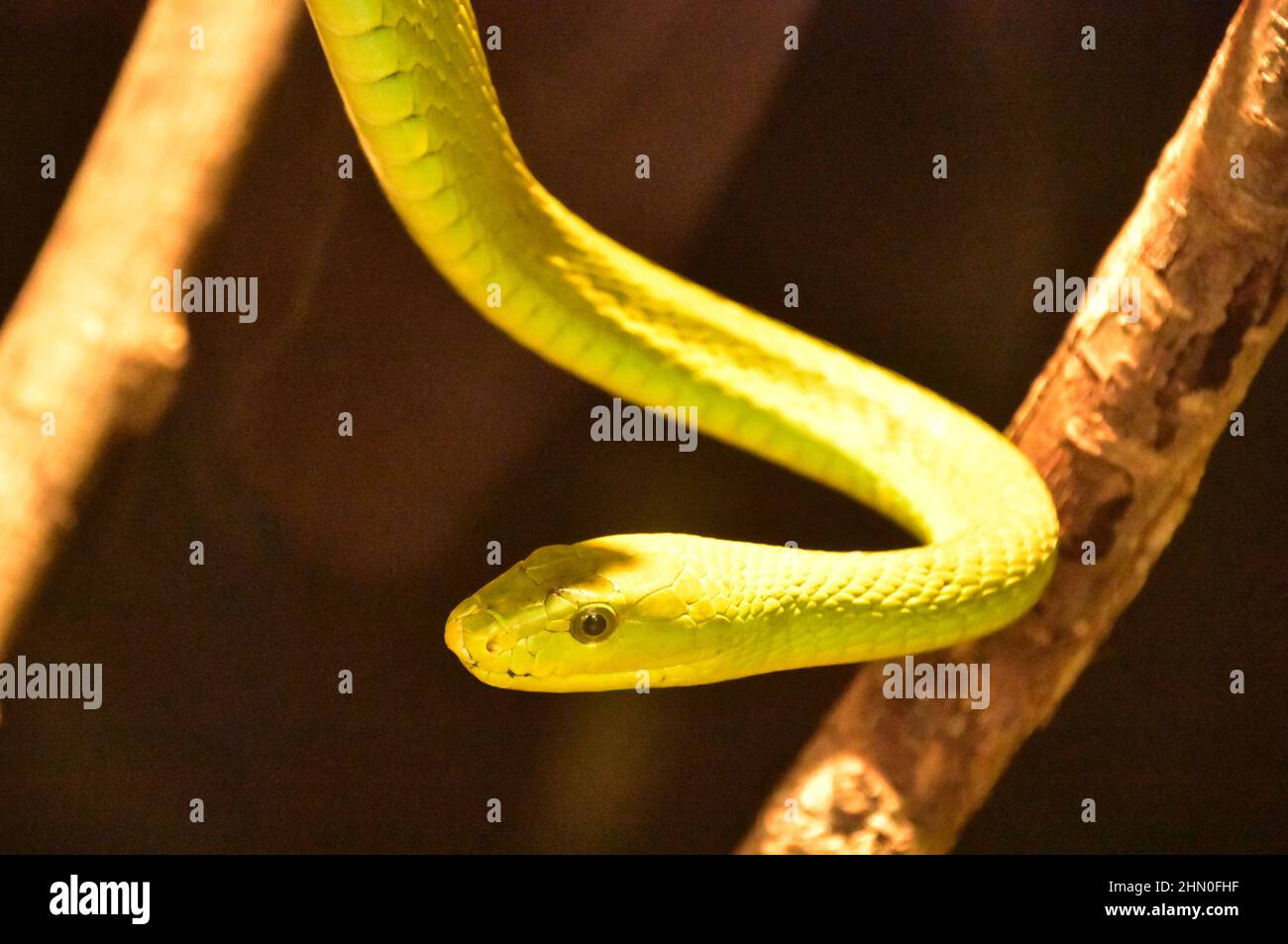 Poisonous African green mamba snake ready to strike Stock Photo - Alamy