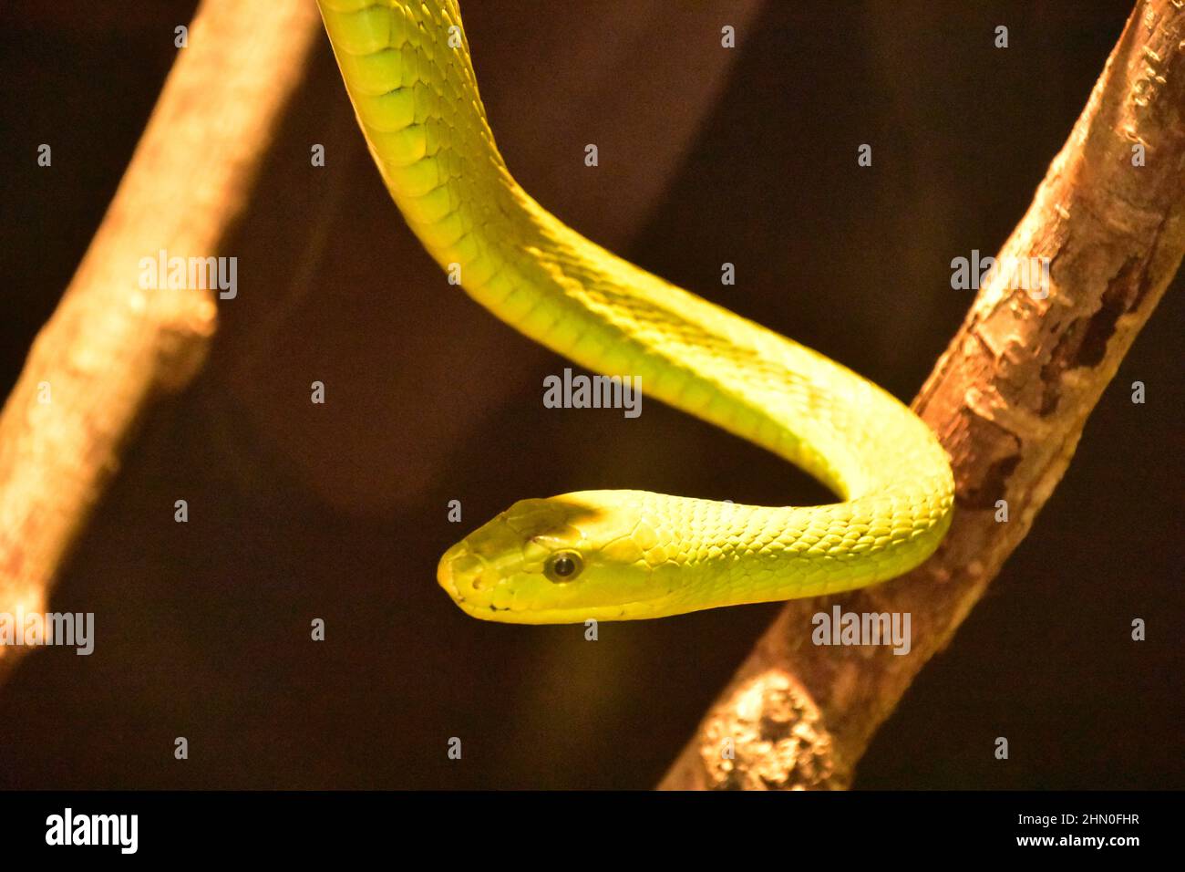 Green tree snake hanging down from a branch Stock Photo - Alamy