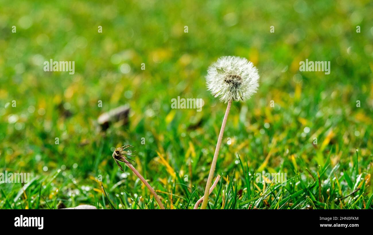 Photo of a dandelion in a lawn hi-res stock photography and images - Alamy