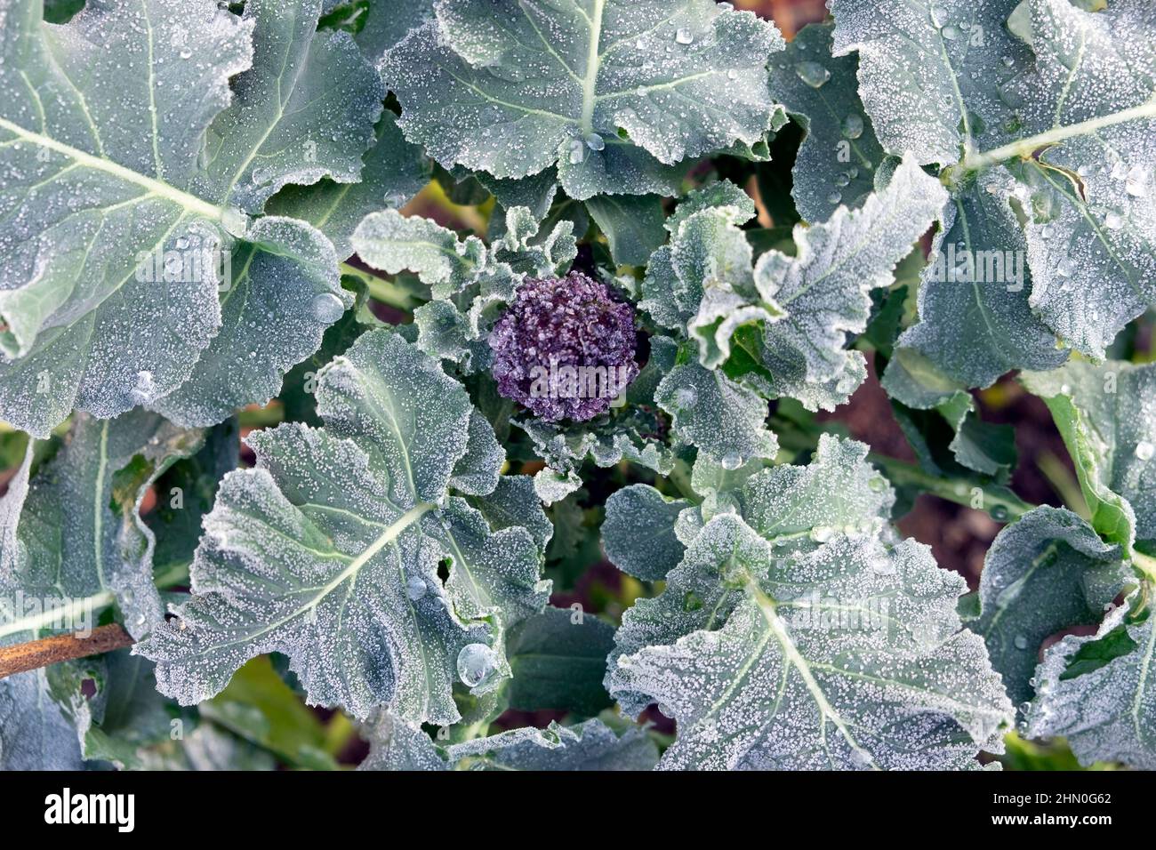 Purple sprouting broccoli plant growing top view above of beautiful ...