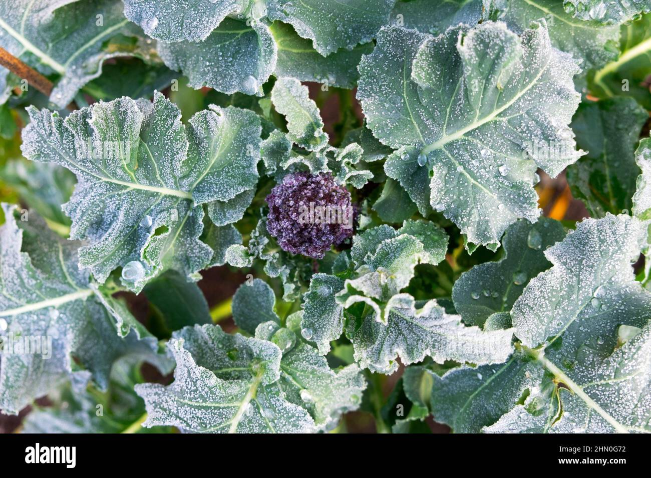 Purple sprouting broccoli plant growing top view above of beautiful ...
