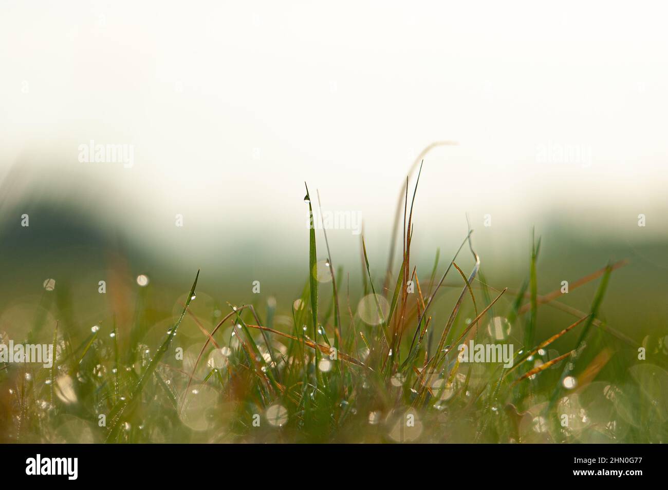 The dew in the grass Stock Photo - Alamy