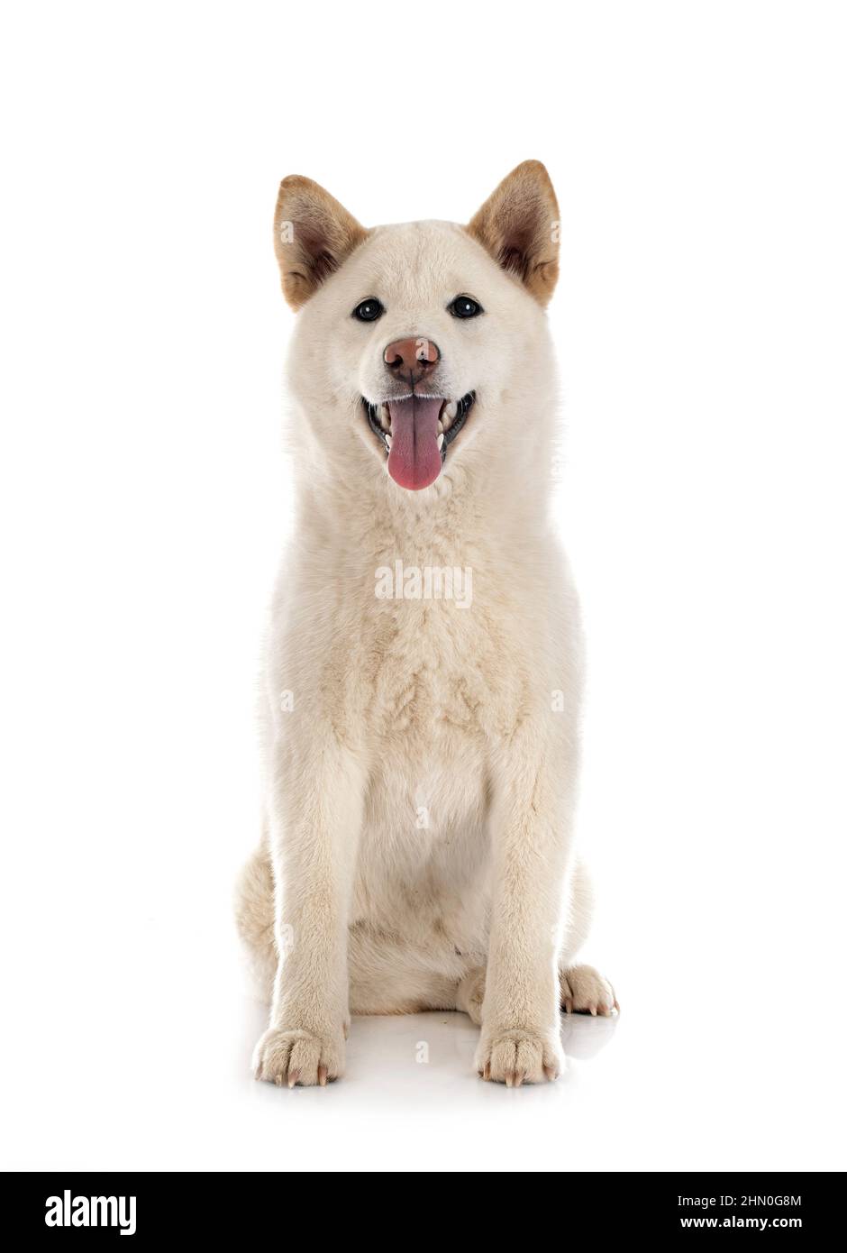 white shiba inu in front of white background Stock Photo - Alamy