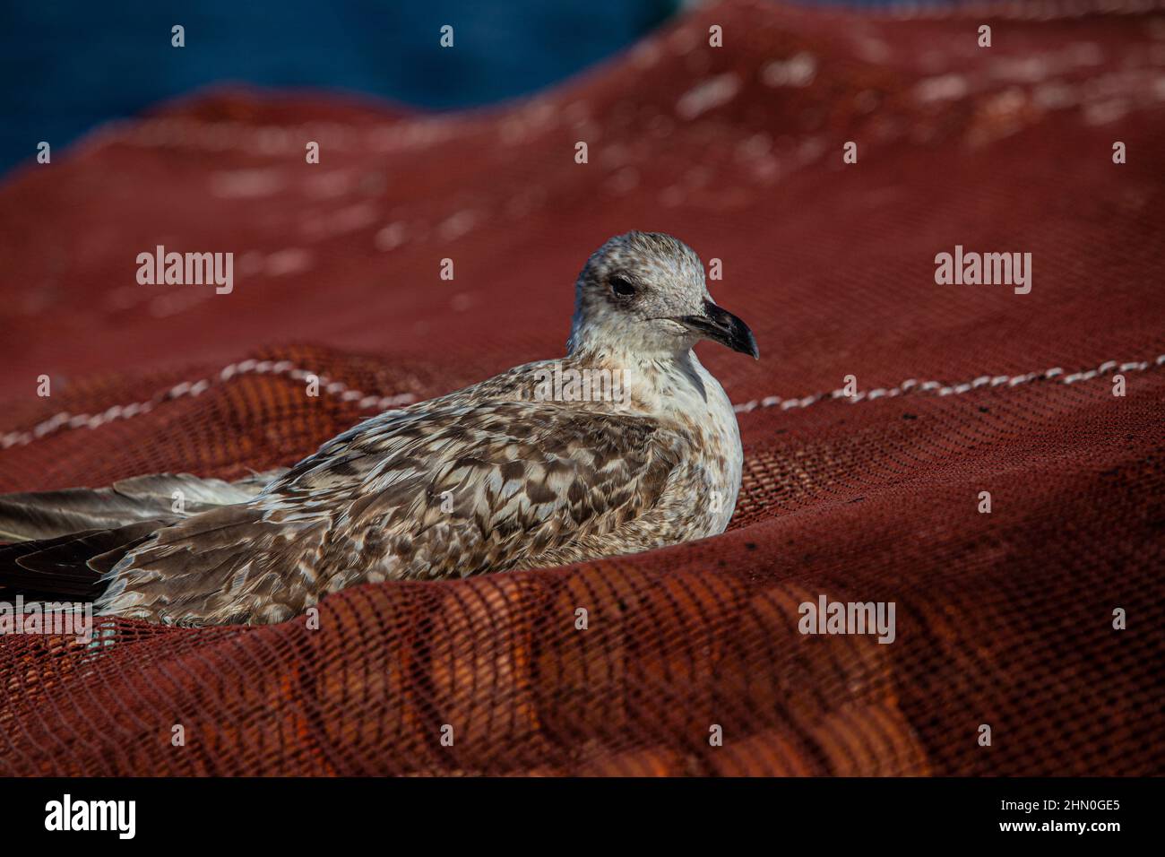 Youn bird hi-res stock photography and images - Alamy