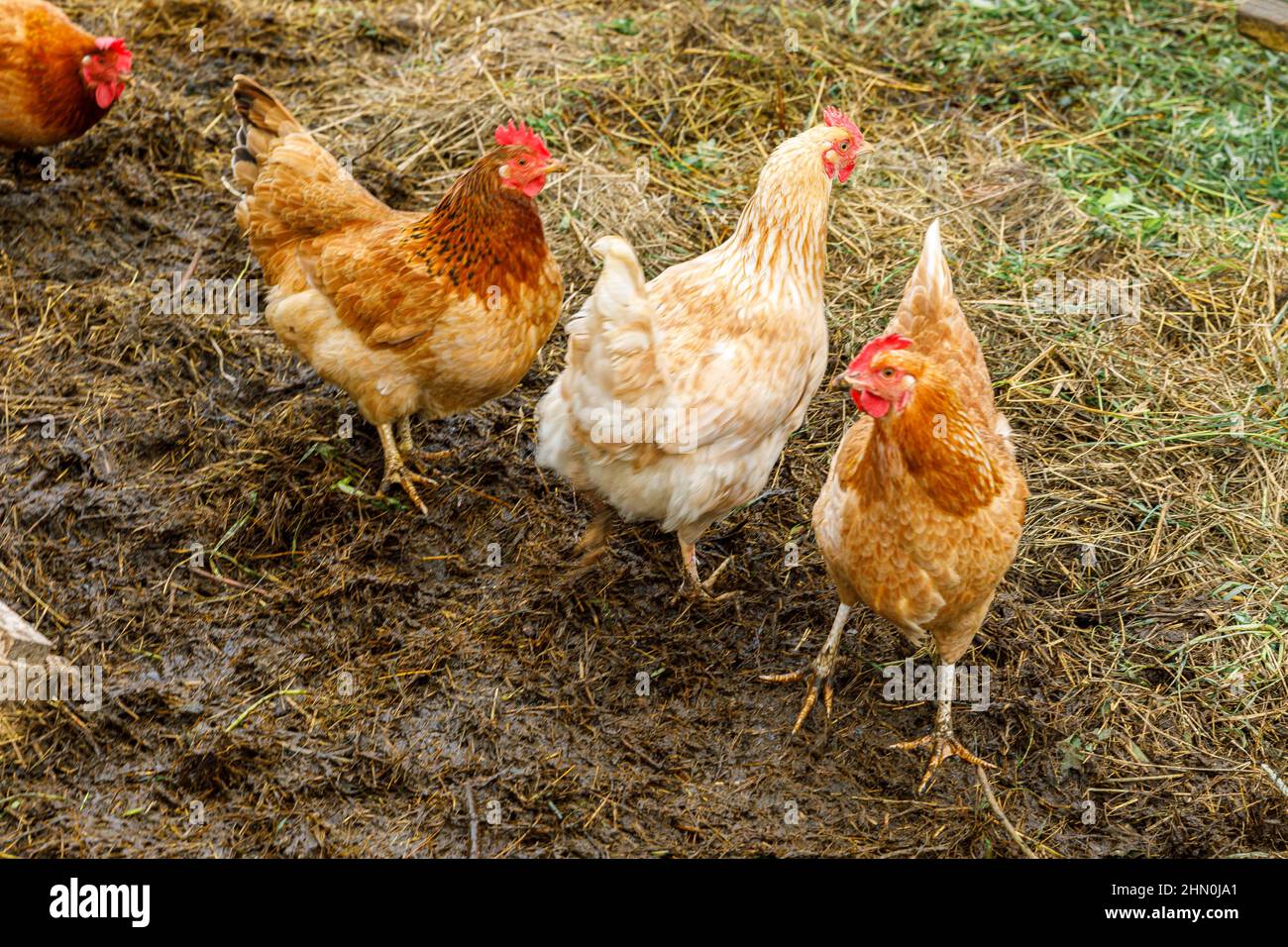 Free range chicken on organic animal farm freely grazing in yard on ...