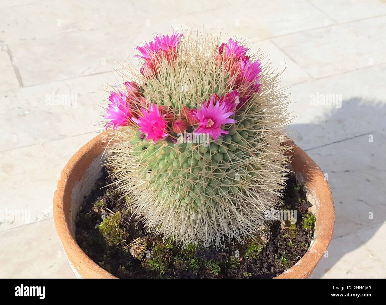 The cactus is a member of the plant family Cactaceae Stock Photo - Alamy
