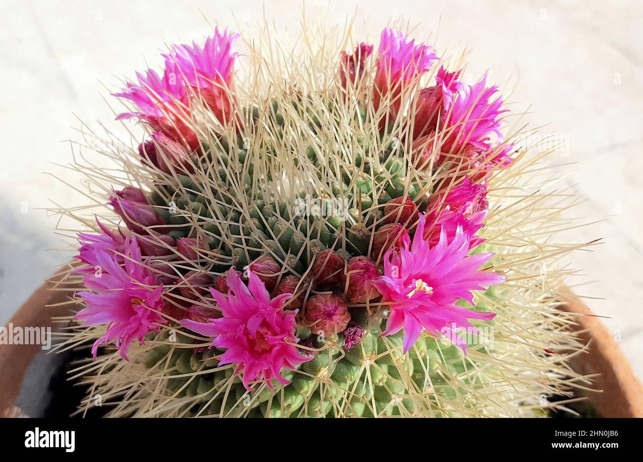 The cactus is a member of the plant family Cactaceae Stock Photo - Alamy