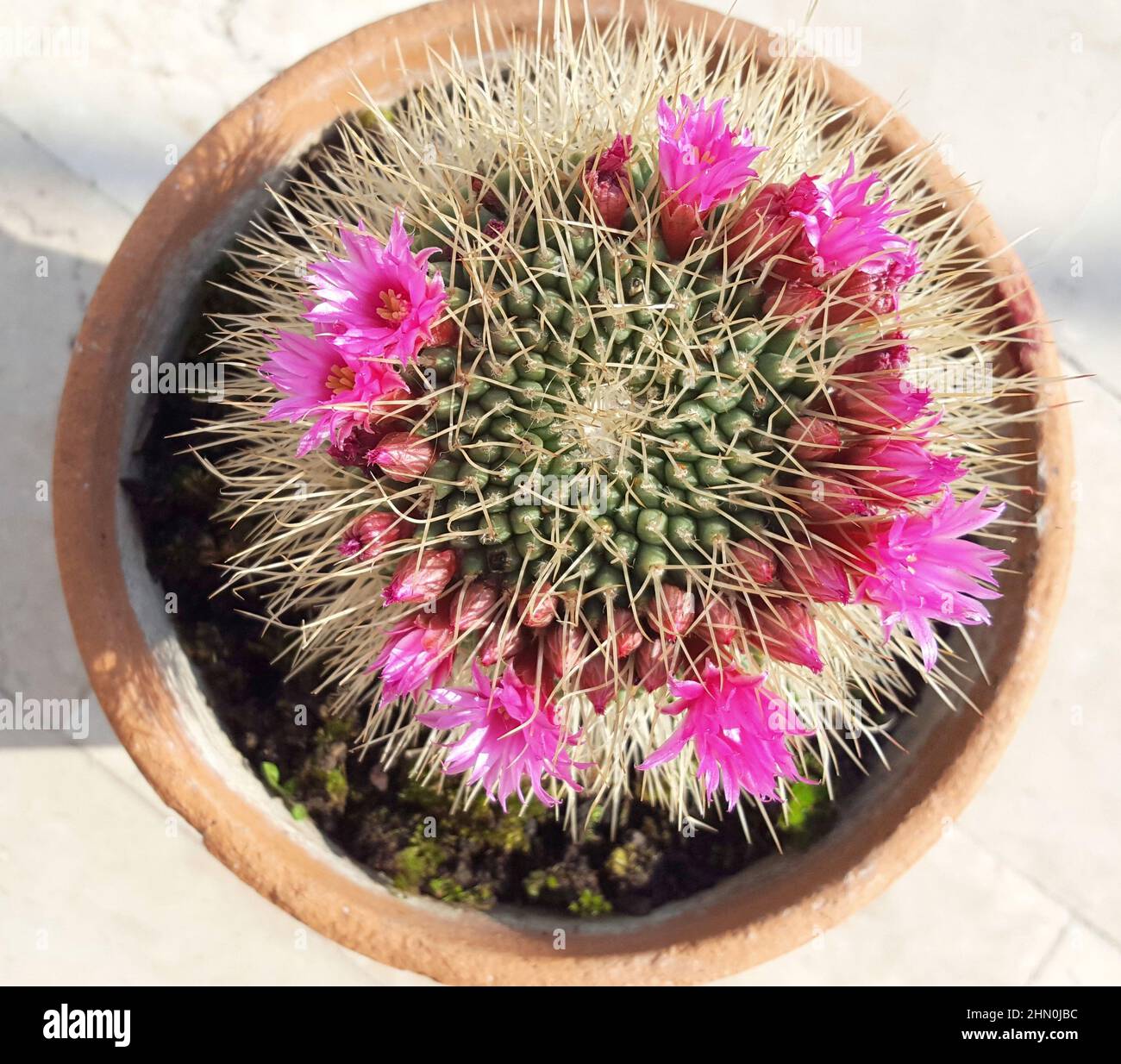 The cactus is a member of the plant family Cactaceae Stock Photo - Alamy