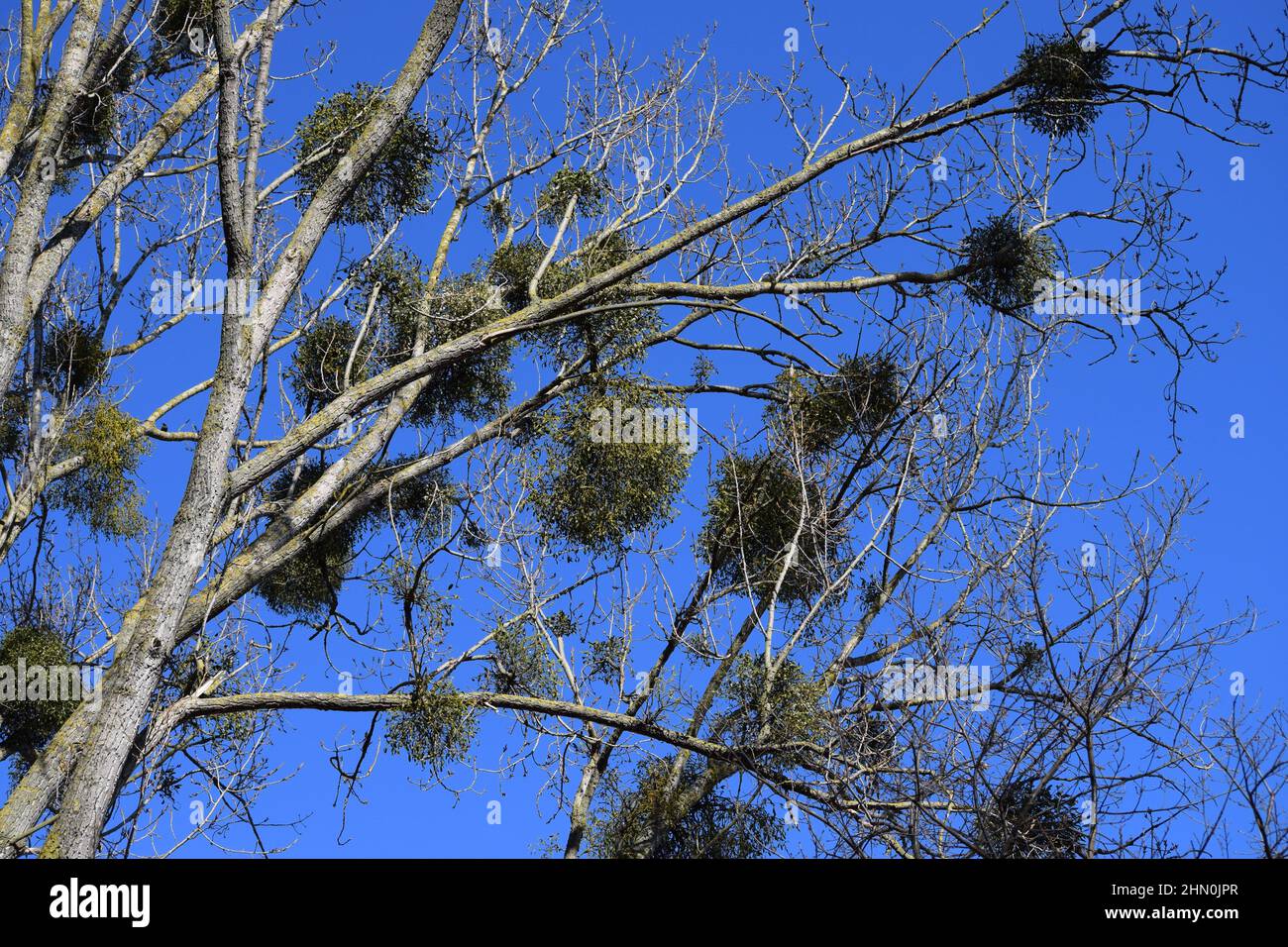 Invasion like spread hi-res stock photography and images - Alamy
