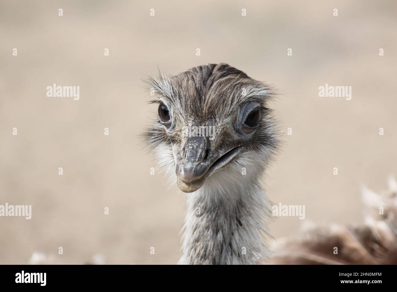 Closeup rhea in zoo hi-res stock photography and images - Alamy